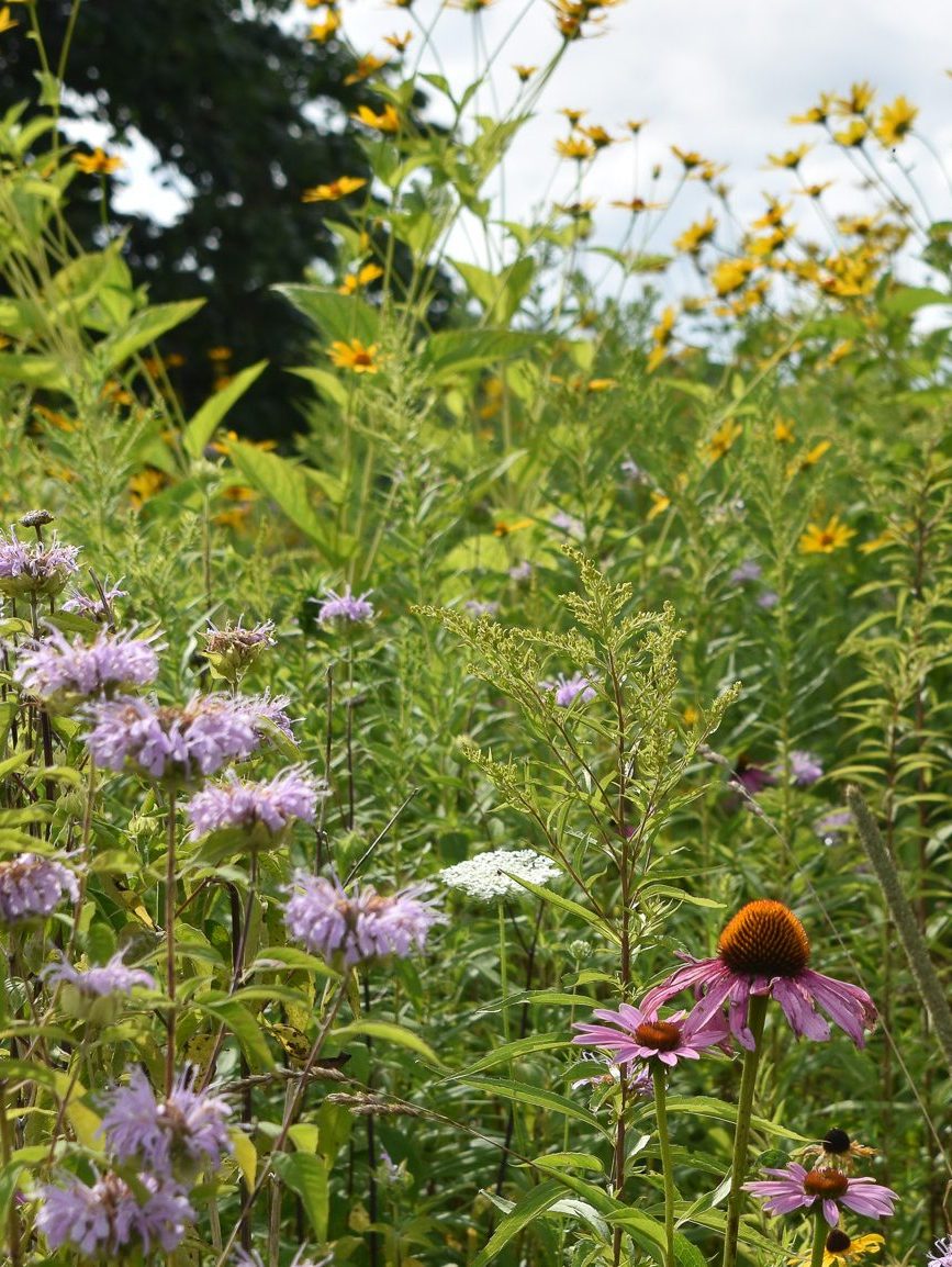 Designing native landscapes - Columbia Land Conservancy